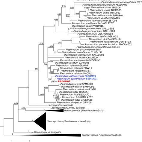 Bayesian Phylogenetic Tree Of The Mitochondrial Cytochrome B Gene