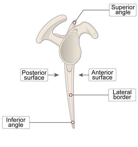 Lateral Angle Of Scapula Superior Angle Of Scapula E Anatomy