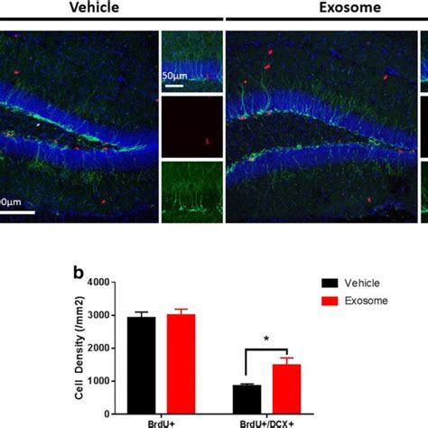 Treatment Of Msc Ex Enhanced Neural Differentiation On Physiological Download Scientific
