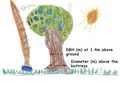 DBH Tree Protection Zone TPZ Structural Root Zone SRZ Tool