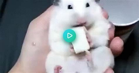 Nom Nom Nom  On Imgur