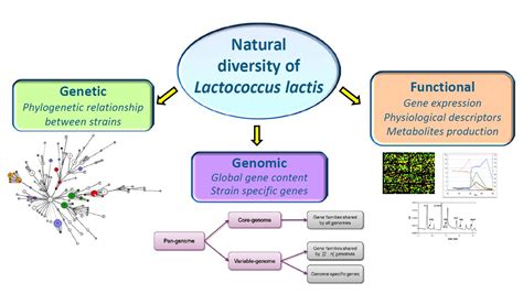 From Genome To Phenotype An Integrative Approach To Evaluate The Biodiversity Of Lactococcus Lactis