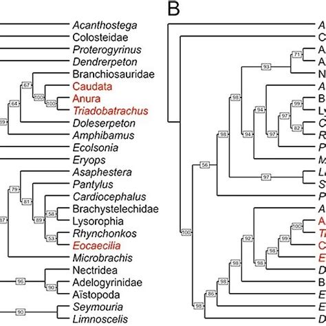 Bayesian Inference Trees Mrbayes A Analysis Of Unmodified Download Scientific Diagram