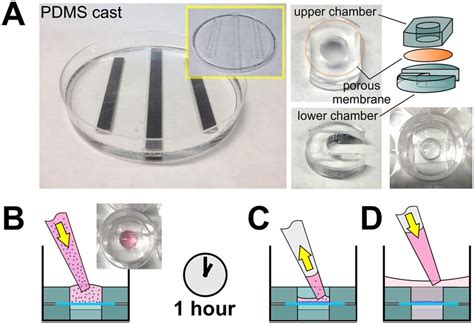 Schematic Of Microwell Fabrication A Fabrication Of Well Inserts Download Scientific Diagram
