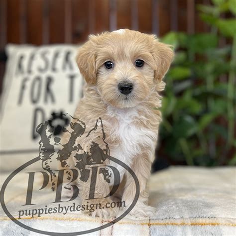 Kip Puppies By Design Online