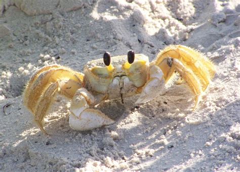 Class Crustacea Phylums Of Kingdom Animalia