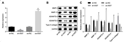 Silencing Lncrna Xist Suppresses The Degradation Of Collagen In