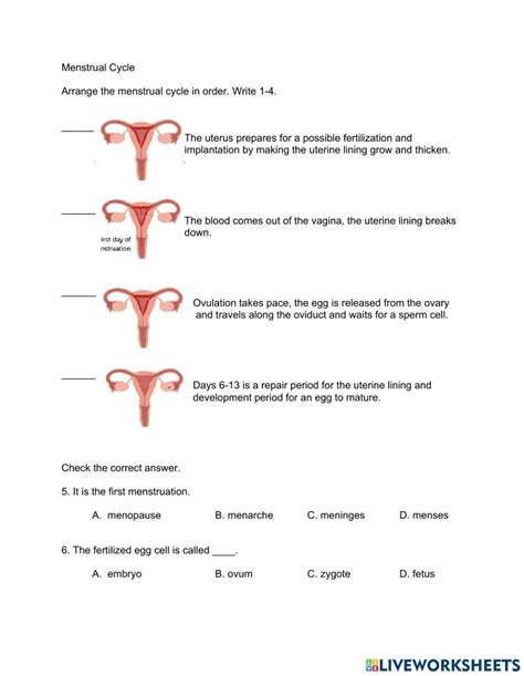 Menstrual Cycle Colouring Colouring Sheets Teacher Made Worksheets Library