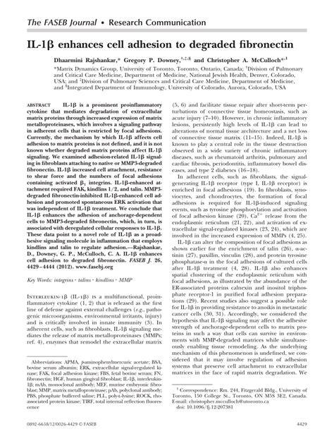 Pdf Il 1 Enhances Cell Adhesion To Degraded Fibronectin