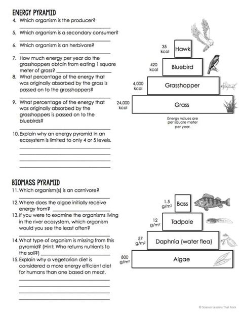 Comparing Ecological Pyramids Trophic Levels Ecology Worksheets