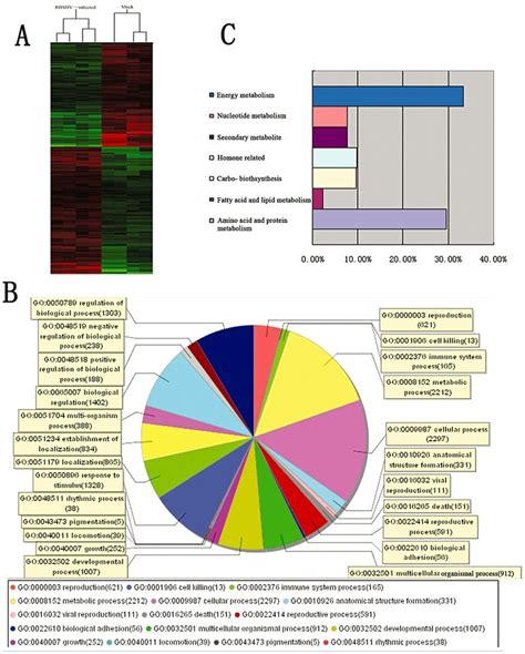 Overview Of The Microarray Results A Hierarchical Clustering By Rice