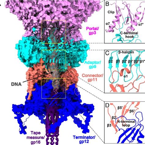Assembly And Interfaces Of The Pam3 Neck A Surface Representation Of