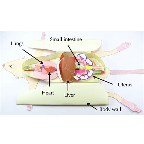 Dissected Diagram Of A Rat