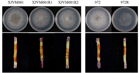 Mycelial Growth And Pathogenicity Of Pyraclostrobin Resistant Mutants Download Scientific
