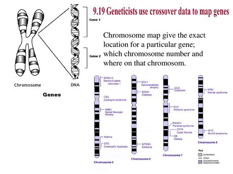 Patterns Of Inheritance Ppt Download