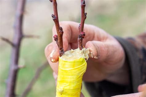 Premium Photo The Gardener Makes The Grafting Of A Fruit Tree By The