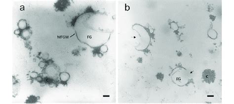 Tem Micrographs Of Fat Globules Fg In Once A Or Twice B Download Scientific Diagram