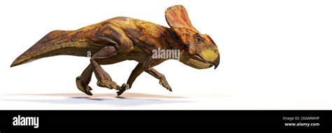 Protoceratops Protoceratops Cut Out Stock Images And Pictures Alamy