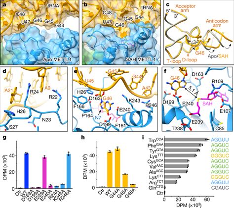 Detailed View Of The Active Site A B The Trna Variable Loop Near