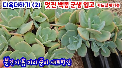 다육더하기2 풍성한 백봉 군생 새로운 신상 원캘리 문스톤 맥시코로즈철화 Youtube