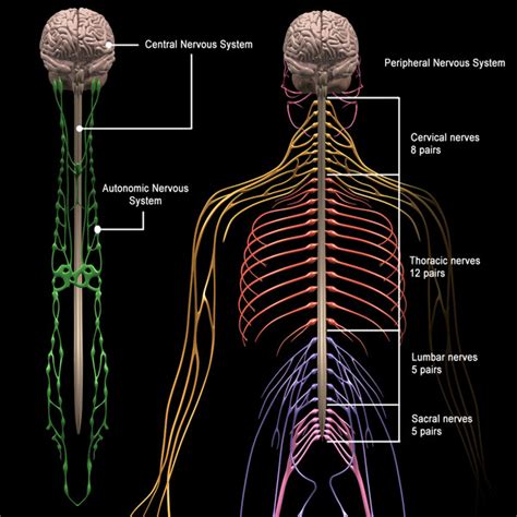 3d Human Nervous Systems Brain