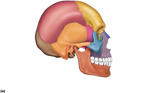 Bones Diagram Quizlet