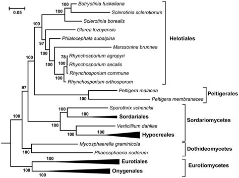 the phylogenetic tree was calculated from the multiple sequence