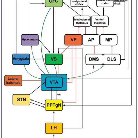 Neurobiological Correlates Of Model Free And Model Based Reinforcement Download Scientific