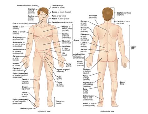 LAB 1 MICROSCOPY CELLS TISSUES Flashcards Quizlet