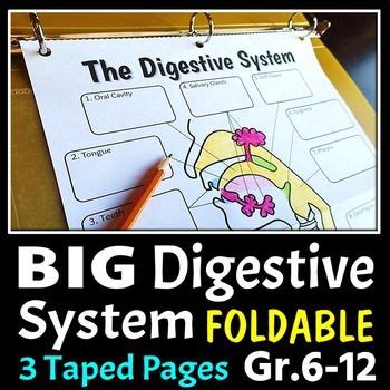 Digestive System Foldable Big Foldable For Interactive Notebooks Or