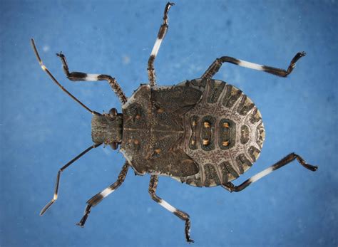 Stink Bug Usu Stink Bug Usu