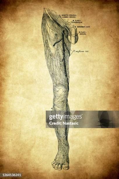 Anterior Muscle Anatomy Stockfotos En Beelden Getty Images