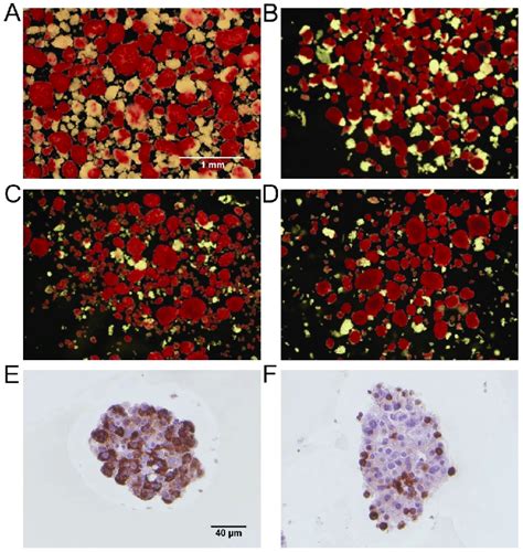Representative Human Islet Preparations Representative Download Scientific Diagram