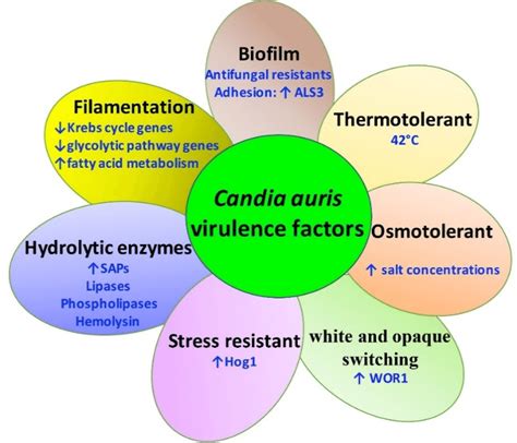 Schematic Overview Of C Auris Virulence Factors Stress Resistance Download Scientific