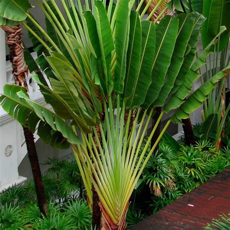 Travellers Palm Indoors Ravenala Madagascariensis Mygardenlife