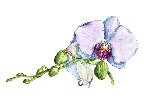Orchid In Watercolor Painting