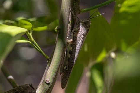Grasshopper On A Tree Images Free Download On Freepik