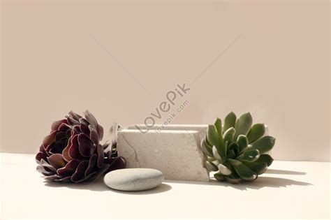 베이지색 배경 사진에 연단과 즙이 많은 식물이 있는 미니멀리스트 현대 제품 디스플레이 사진 무료 다운로드 Lovepik