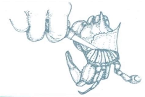 Cleaning Soft Shell Crabs Mariners Menu