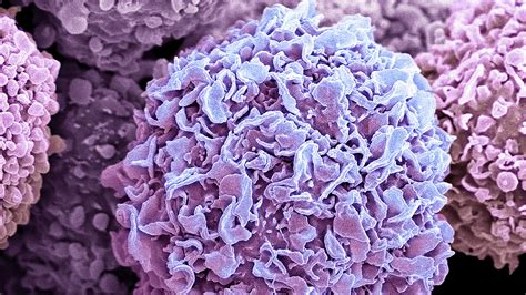 Wenjun Guo Ph D Faculty Directory Albert Einstein College Of Medicine