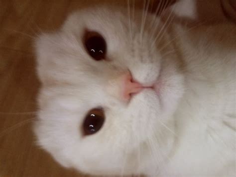 이상한 고양이 짤 ㅋㅋㅋ 고양이 이상한