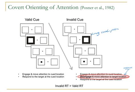 3 7 Clps0450 Spatial Attention 4 Flashcards Quizlet