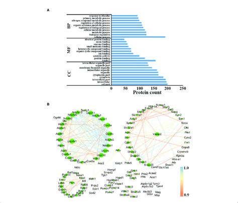 Functional Analysis Of The Precursor Protein Of Deps In The