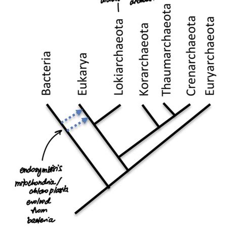 Lab 2 Prokaryotes Flashcards Quizlet