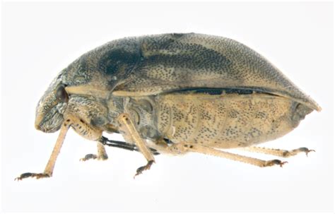 Scutelleridae Lateral Homaemus Aeneifrons BugGuide Net