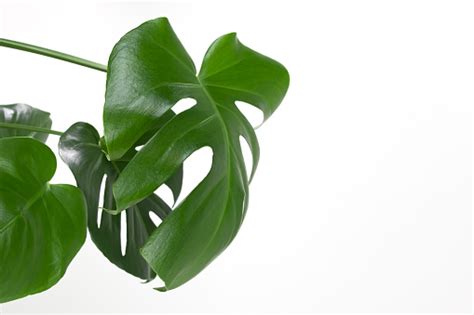 흰색 배경에 아름다운 홈 플라워 몬스터 델리시오사 또는 스위스 치즈 공장 몬스터의 큰 잎 0명에 대한 스톡 사진 및 기타 이미지 0명 그림자 꽃 식물 Istock