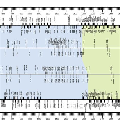 Linear Representation Of The Cynomolgus And Rhesus Macaque Mhc The Download Scientific Diagram