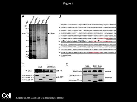 Mus81 Eme1 Are Essential Components Of A Holliday Junction Resolvase