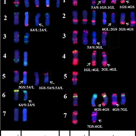 Fish Karyotype Diversity Of The At A And G B Genomes In T