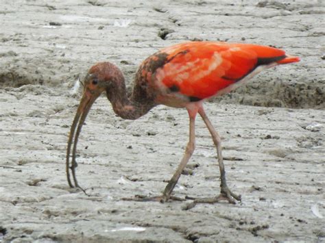 Scarlet Ibis Ebird